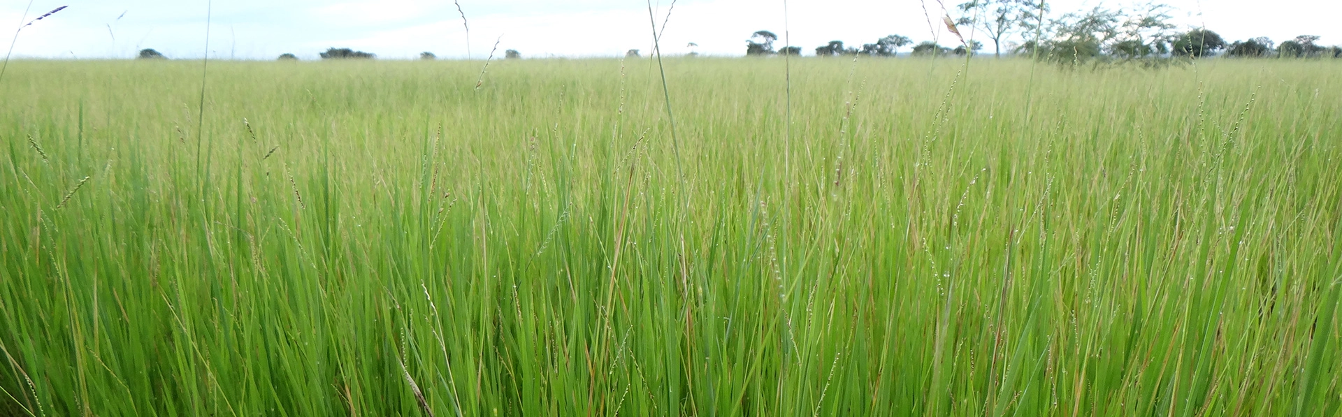 Sementes para UROCHLOA HUMIDICOLA - HUMIDICOLA - Sementes Plante