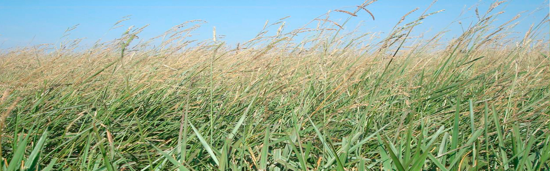 Sementes para UROCHLOA HUMIDICOLA - LLANERO - Sementes Plante